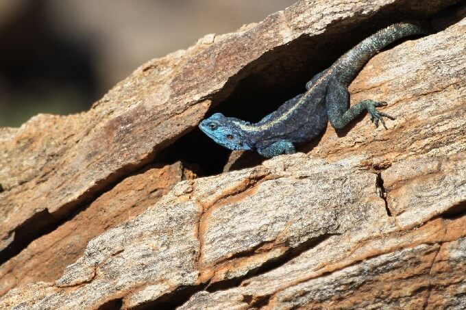 Agama Lizard Care Guide & Species Profile - The Reptile Bay