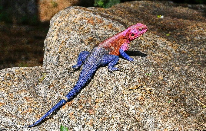 Agama Lizard Care Guide & Species Profile - The Reptile Bay