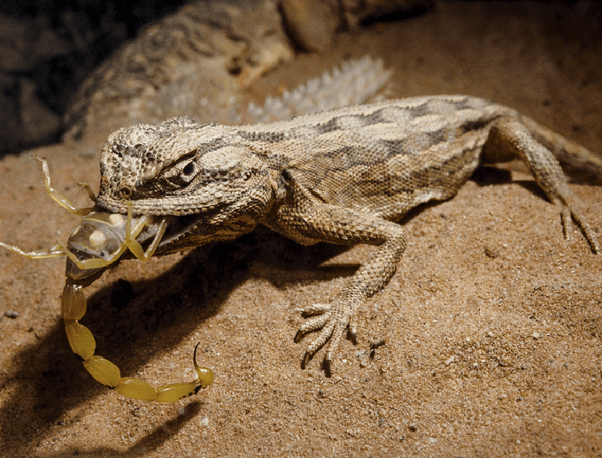 Agama Lizard Care Guide & Species Profile - The Reptile Bay