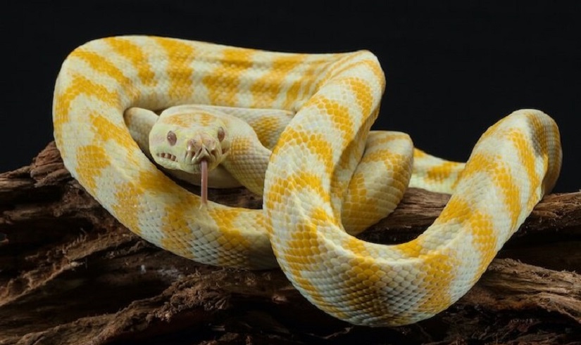 Carpet Python Care Guide: Size, Enclosure & Temperament - The Reptile Bay