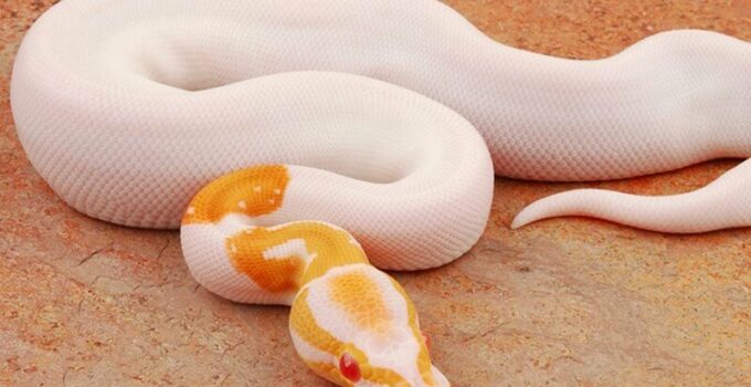 Albino Ball Python Care Guide: Price, Breeding, & Colors - The Reptile Bay