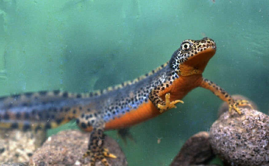 Alpine Newt Care Guide And Species Profile - The Reptile Bay