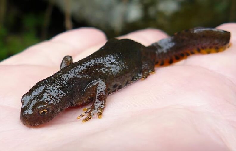 Alpine Newt Care Guide And Species Profile - The Reptile Bay