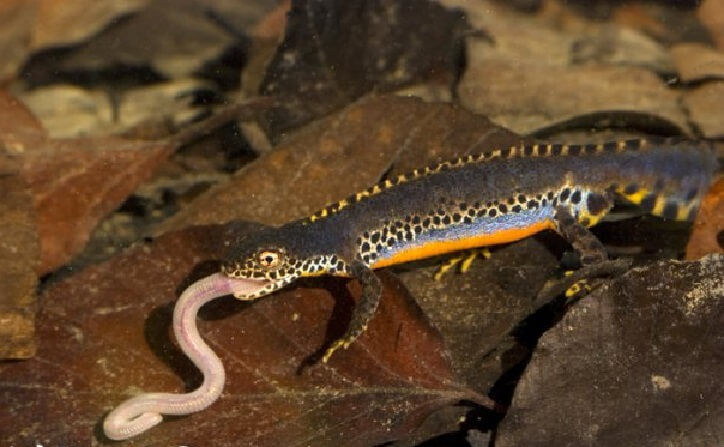 Alpine Newt Care Guide And Species Profile - The Reptile Bay