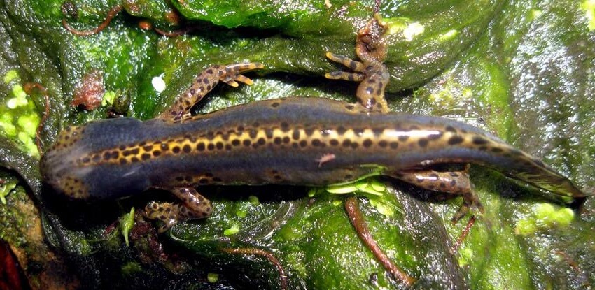Alpine Newt Care Guide And Species Profile - The Reptile Bay