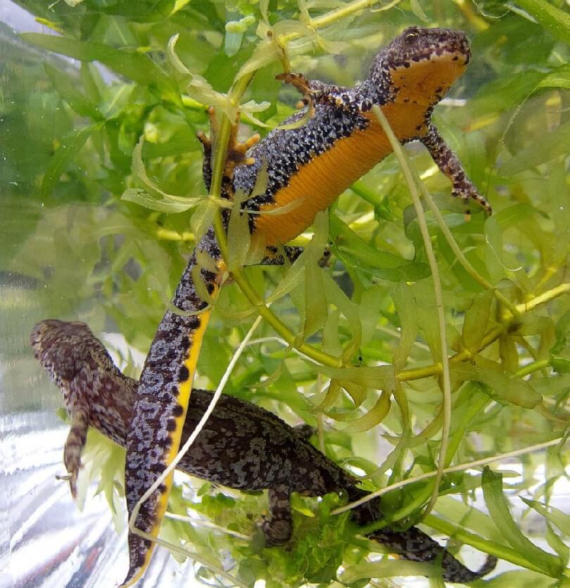 Alpine Newt Care Guide And Species Profile - The Reptile Bay