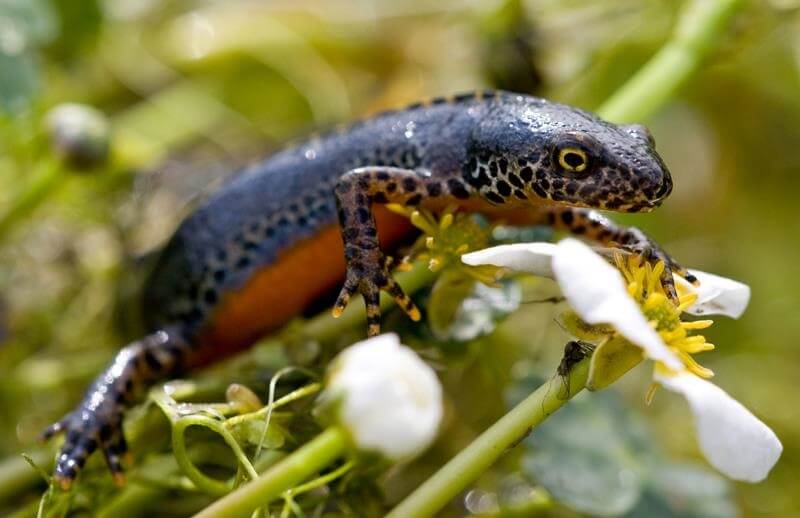 Alpine Newt Care Guide And Species Profile - The Reptile Bay