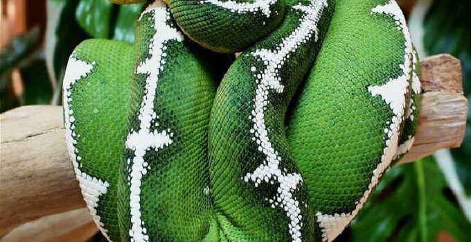 Amazon Tree Boa Care Guide: Diet, Price, Colors & More - The Reptile Bay