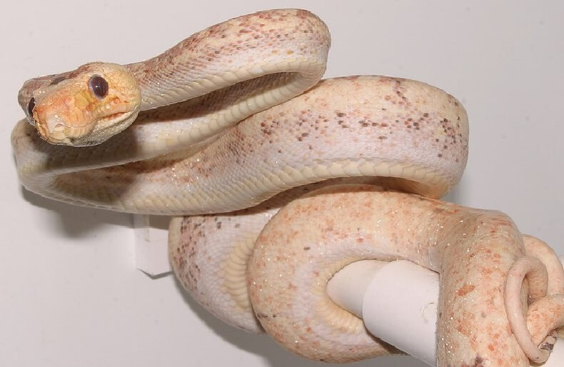 Amazon Tree Boa Care Guide: Diet, Price, Colors & More - The Reptile Bay