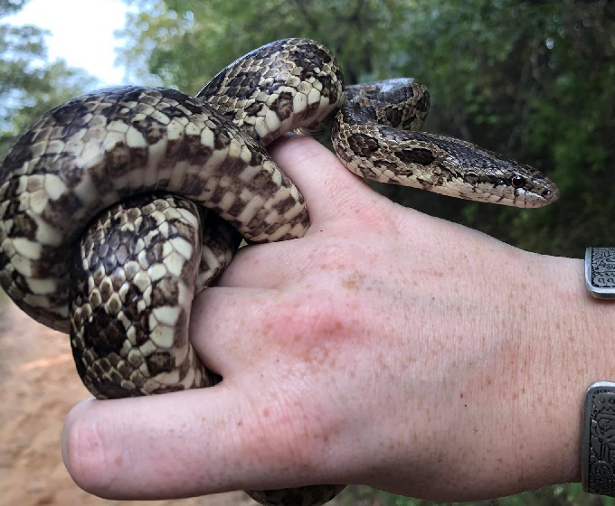 The Prairie Kingsnake: Care Guide and Species Profile - The Reptile Bay