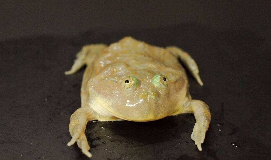 (Lepidobatrachus Laevis) Budgett's Frog Care Sheet - The Reptile Bay