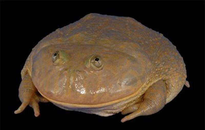 (Lepidobatrachus Laevis) Budgett's Frog Care Sheet - The Reptile Bay