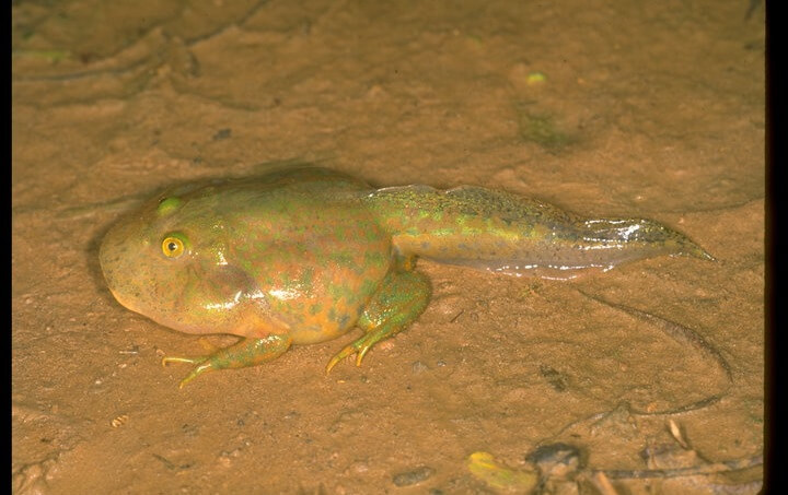 (Lepidobatrachus Laevis) Budgett's Frog Care Sheet - The Reptile Bay