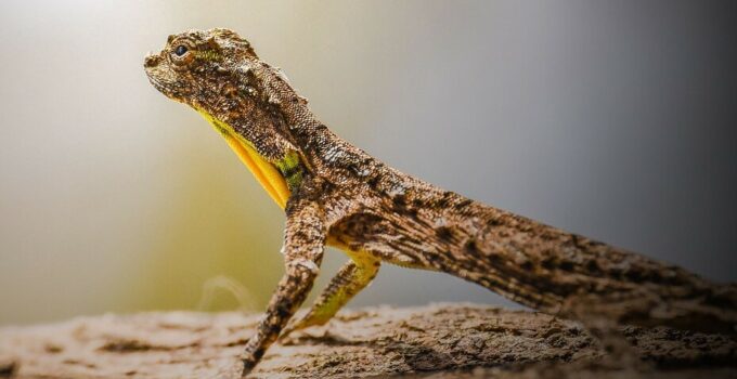 Draco Lizard: Care Guide & Species Profile - The Reptile Bay