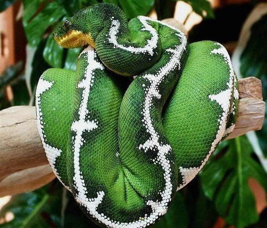 Emerald Tree Boa Care Manual, Habitat, Diet & Behavior - The Reptile Bay