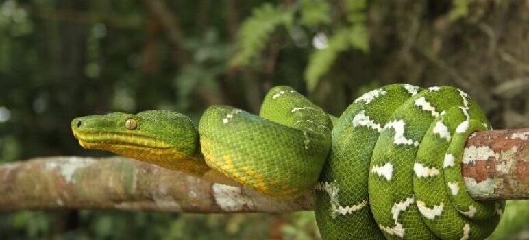 The Reptile Bay - Reptiles and more