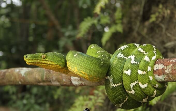 Emerald Tree Boa Care Manual, Habitat, Diet & Behavior - The Reptile Bay