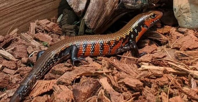 The Fire Skink Care Guide and Species Profile - The Reptile Bay