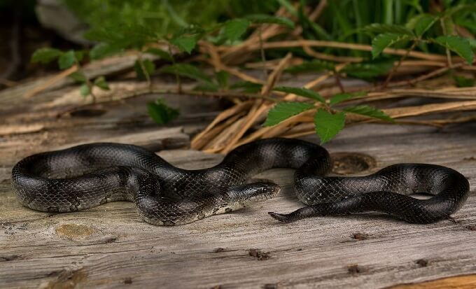 The Prairie Kingsnake: Care Guide and Species Profile - The Reptile Bay