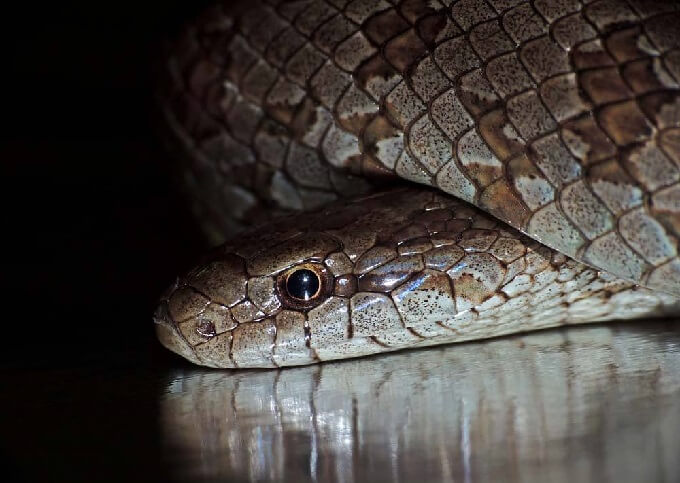 The Prairie Kingsnake: Care Guide and Species Profile - The Reptile Bay