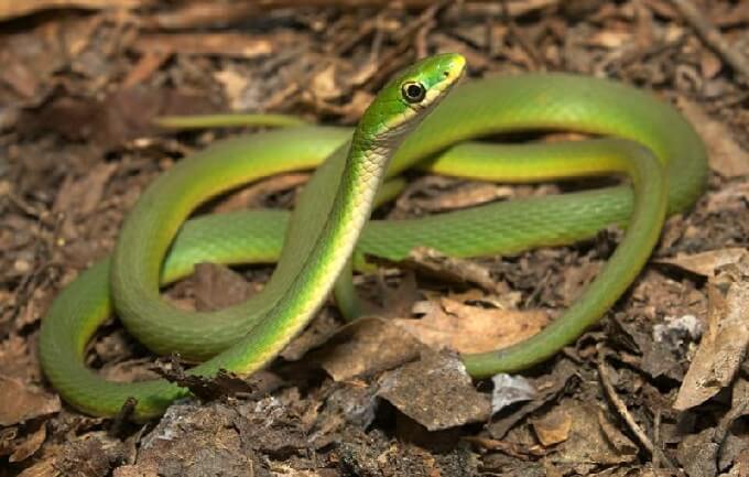 Rough Green Snake Care Guide: Habitat, Behavior & Diet - The Reptile Bay