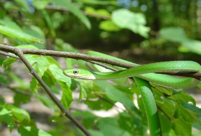 Rough Green Snake Care Guide: Habitat, Behavior & Diet - The Reptile Bay