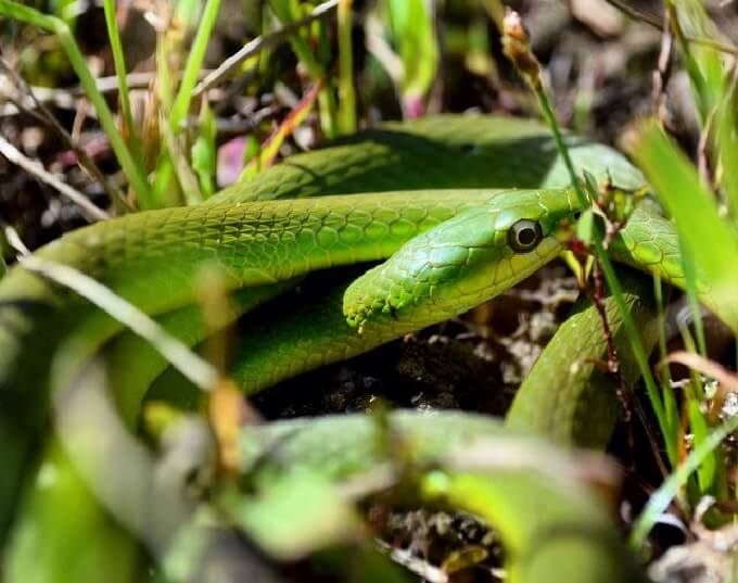 Rough Green Snake Care Guide: Habitat, Behavior & Diet - The Reptile Bay