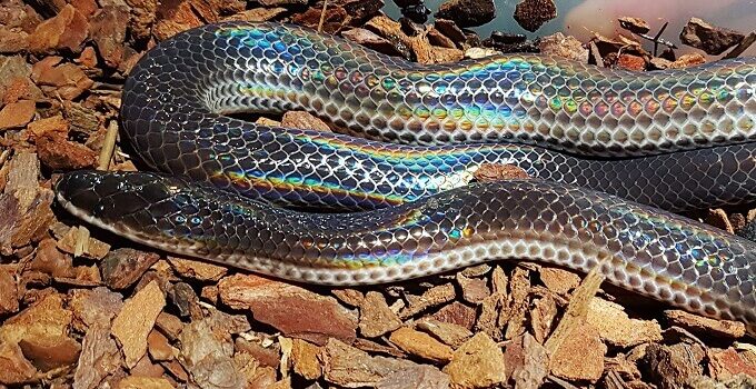 Sunbeam Snake Care Guide, Husbandry & Fact Sheet - The Reptile Bay