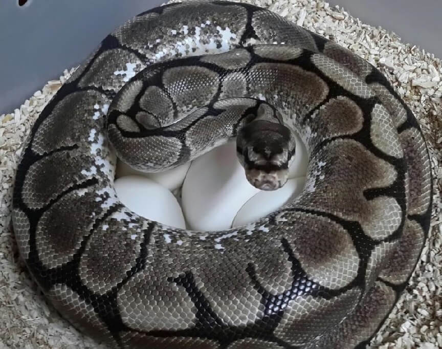 Spider Ball Python Care sheet for First-Time Owners - The Reptile Bay