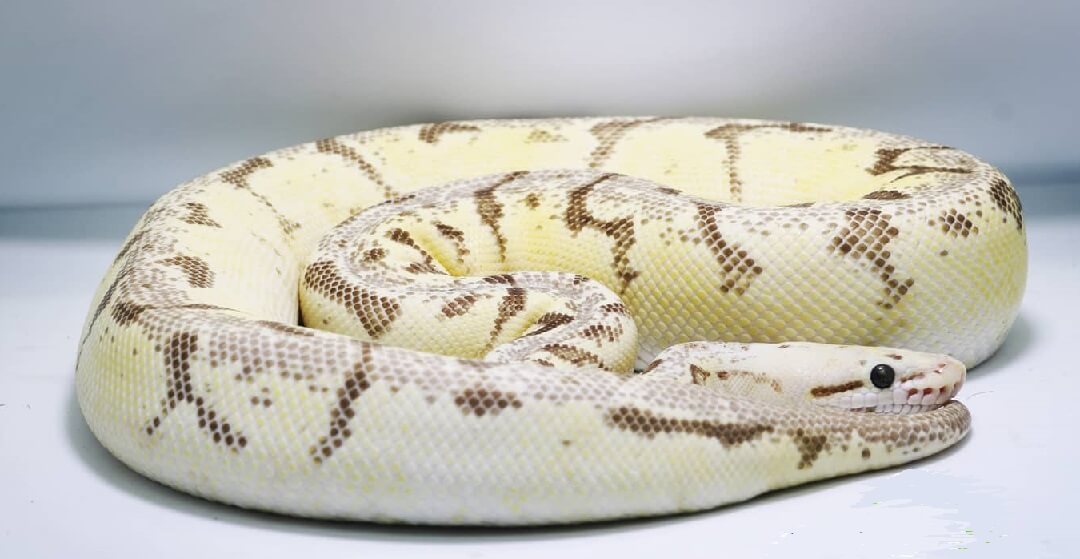 Spider Ball Python Care Sheet For First Time Owners