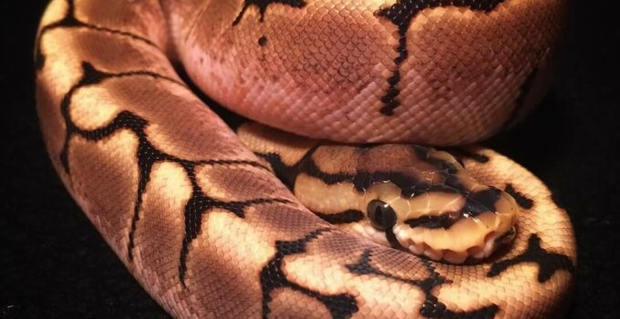 Spider Ball Python Care sheet for First-Time Owners - The Reptile Bay