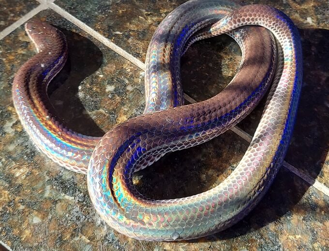 Sunbeam Snake Care Guide, Husbandry & Fact Sheet - The Reptile Bay