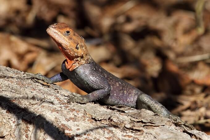 Agama Lizard Care Guide & Species Profile - The Reptile Bay