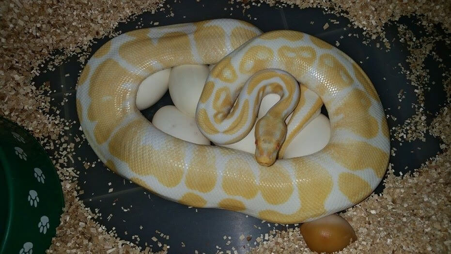 Albino Ball Python Care Guide: Price, Breeding, & Colors - The Reptile Bay