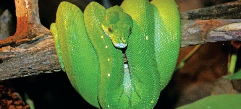 The Reptile Bay - Reptiles and more