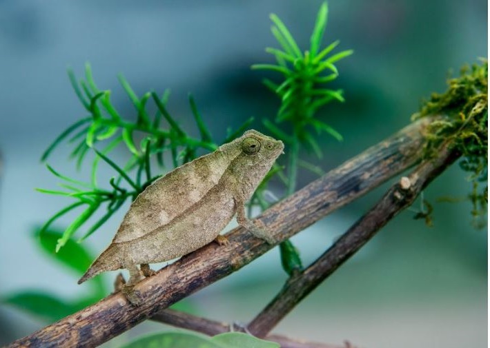Pygmy Chameleon: Care Guide and Species Profile - The Reptile Bay