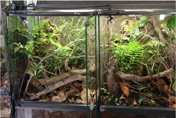 Pygmy Chameleon: Care Guide and Species Profile - The Reptile Bay