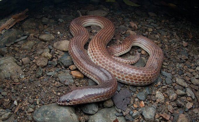 Sunbeam Snake Care Guide, Husbandry & Fact Sheet - The Reptile Bay