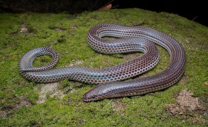 Sunbeam Snake Care Guide, Husbandry & Fact Sheet - The Reptile Bay