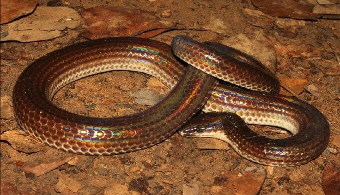Sunbeam Snake Care Guide, Husbandry & Fact Sheet - The Reptile Bay
