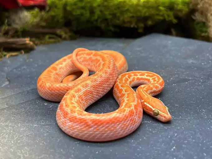 Care Instructions & Species Profile: African House Snake - The Reptile Bay