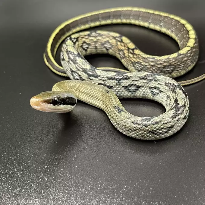 Blue Beauty Snake Species Profile & Care Guide - The Reptile Bay