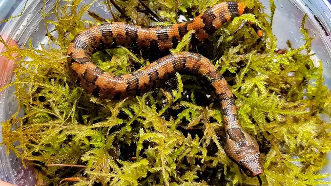 Care Instructions & Species Profile: Viper Boa - The Reptile Bay