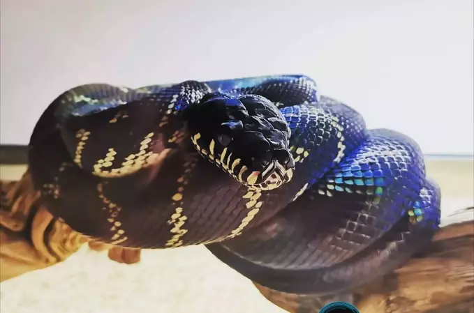 Boelen's Python: Everything Care Instructions & Species Profile - The ...