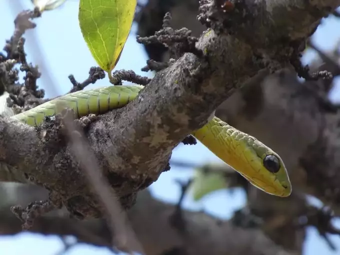 Boomslang Snake: A Guide to Care and Species Profile - The Reptile Bay