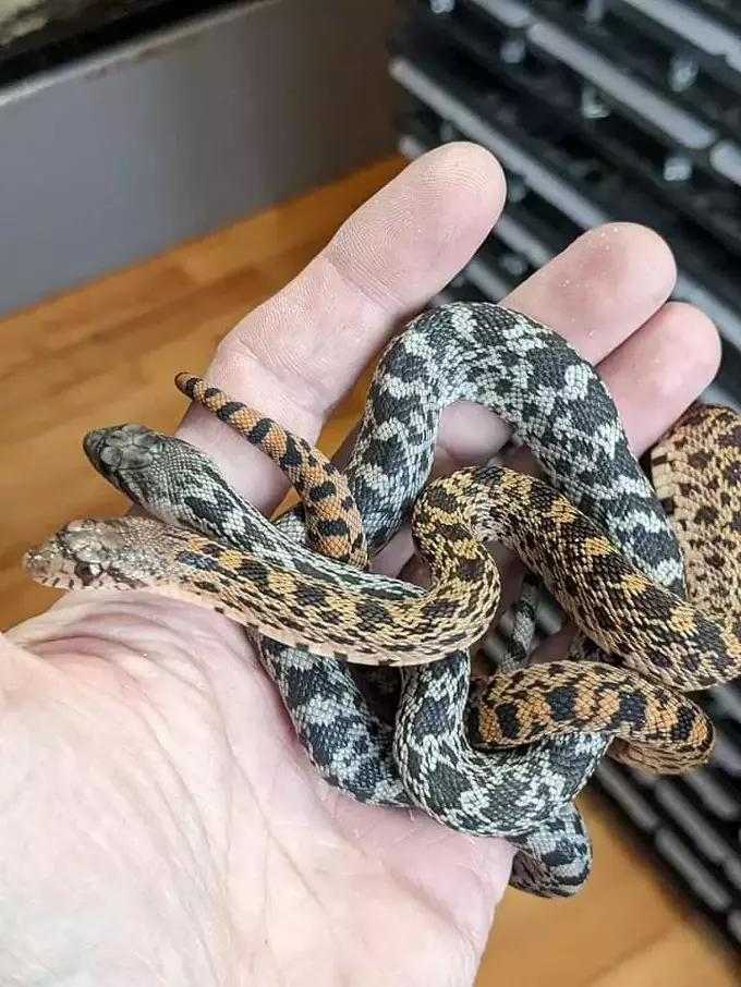 Care manual & species profile: Bullsnake - The Reptile Bay