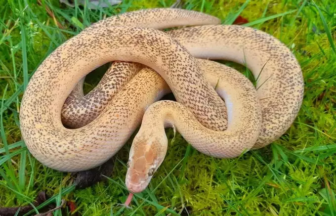 Children's Python: Care Instructions and Species Profile - The Reptile Bay