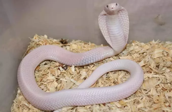 Care Instructions & Species Profile: Monocled Cobra - The Reptile Bay