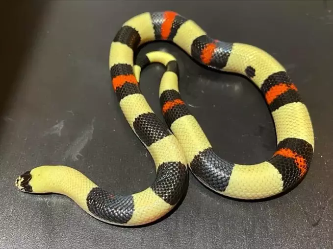 Care Instructions & Species Profile: Pueblan Milk Snake - The Reptile Bay