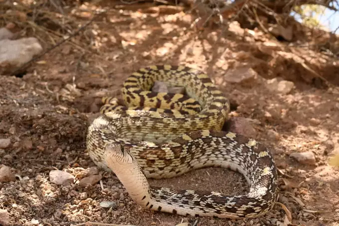 Care Instructions & Species Profile: Sonoran Gopher Snake - The Reptile Bay